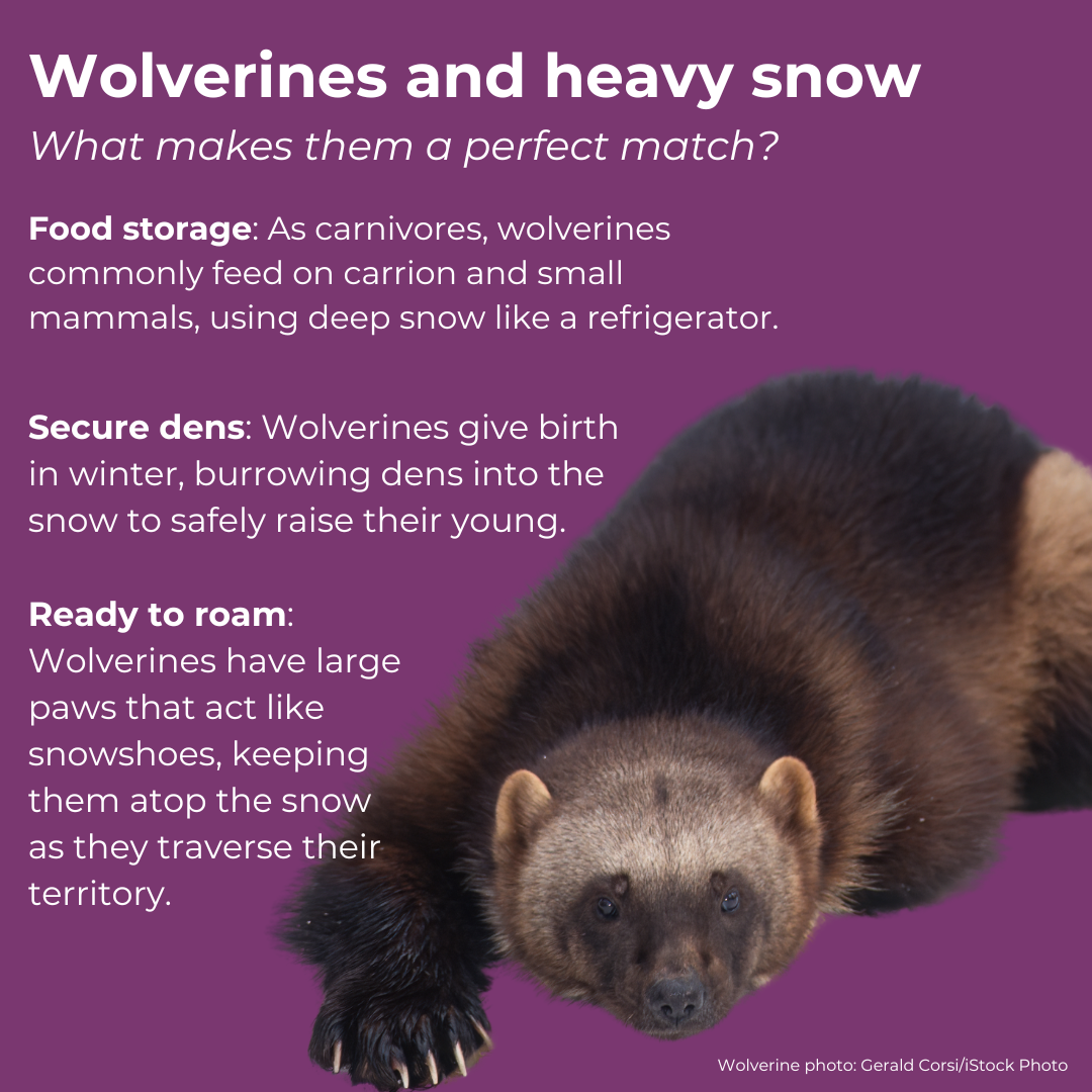 Wolverines: Where They Live and Why They’re Endangered | Defenders of ...