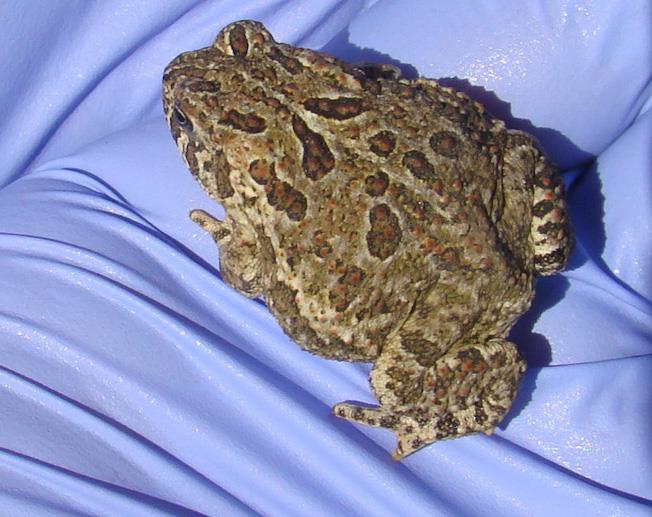 The Wyoming Toad: Leaping Toward Recovery | Defenders of Wildlife