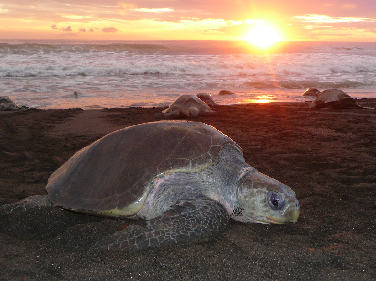 How You Can Help Sea Turtles | Defenders of Wildlife