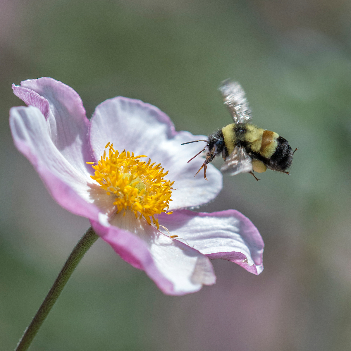 What’s the Buzz Around Pollinators? | Defenders of Wildlife