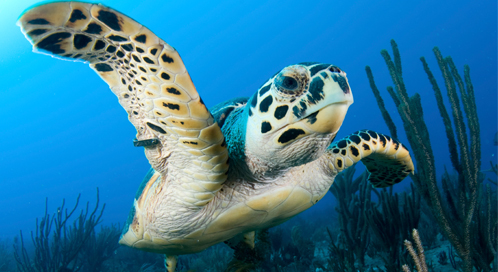 Sharks – the Wolves of the Sea | Defenders of Wildlife