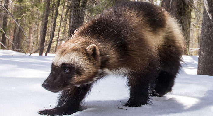 Wolverines: Where They Live and Why They’re Endangered | Defenders of ...