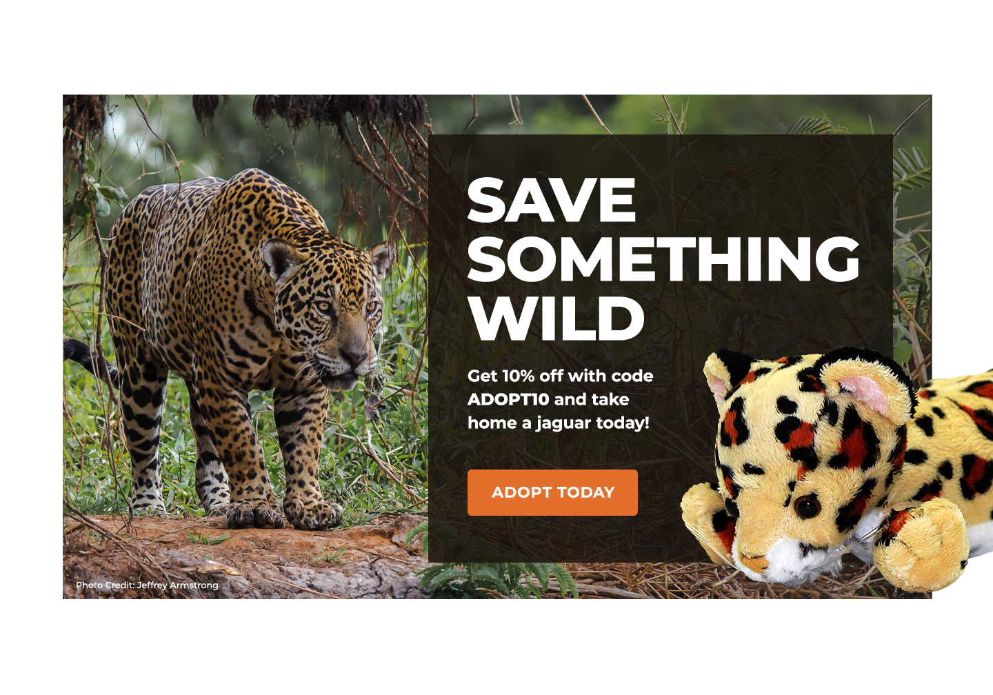 Jaguar | Defenders of Wildlife