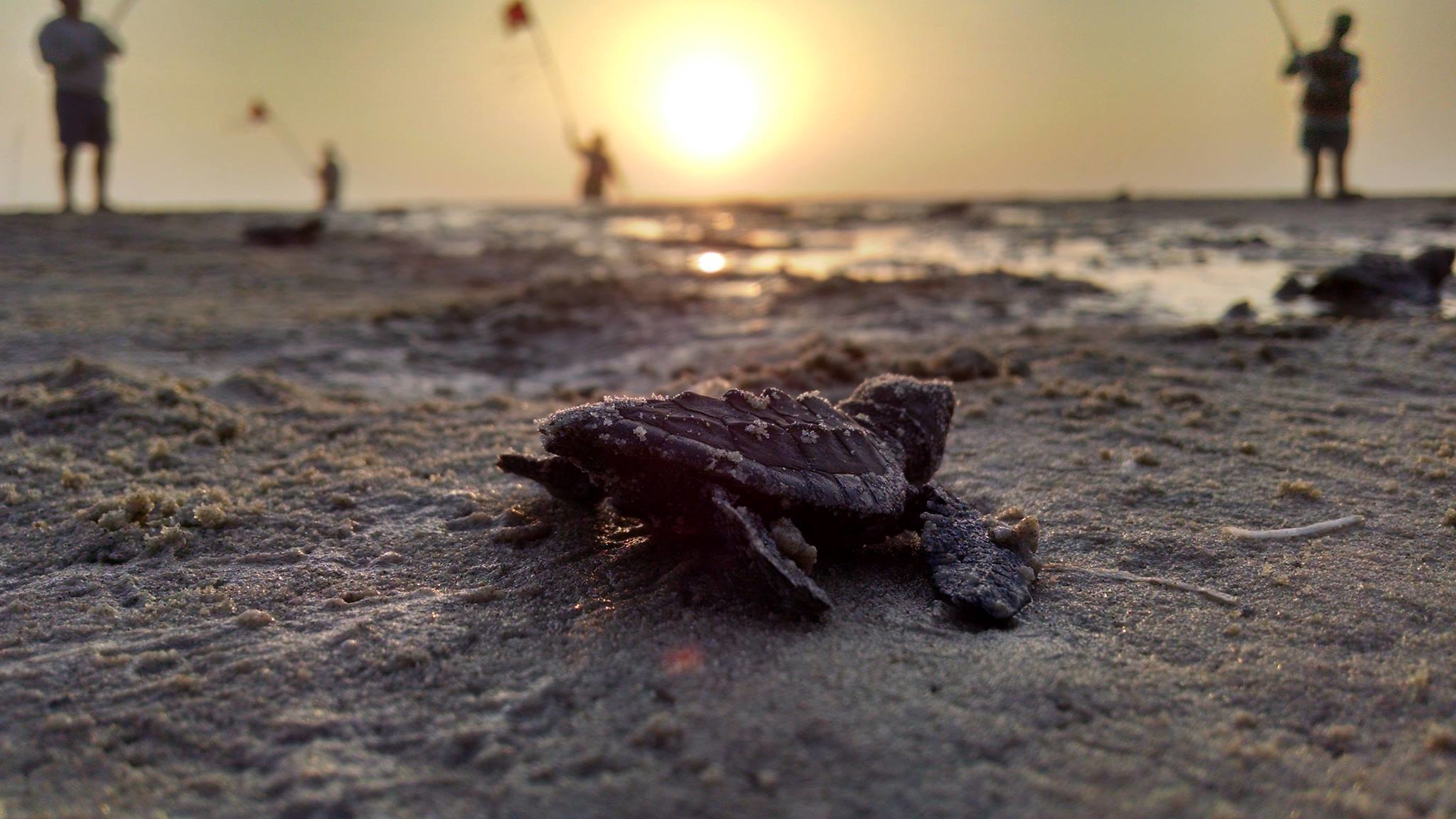 A Healthy Texas Coast is Good Business for All | Defenders of Wildlife