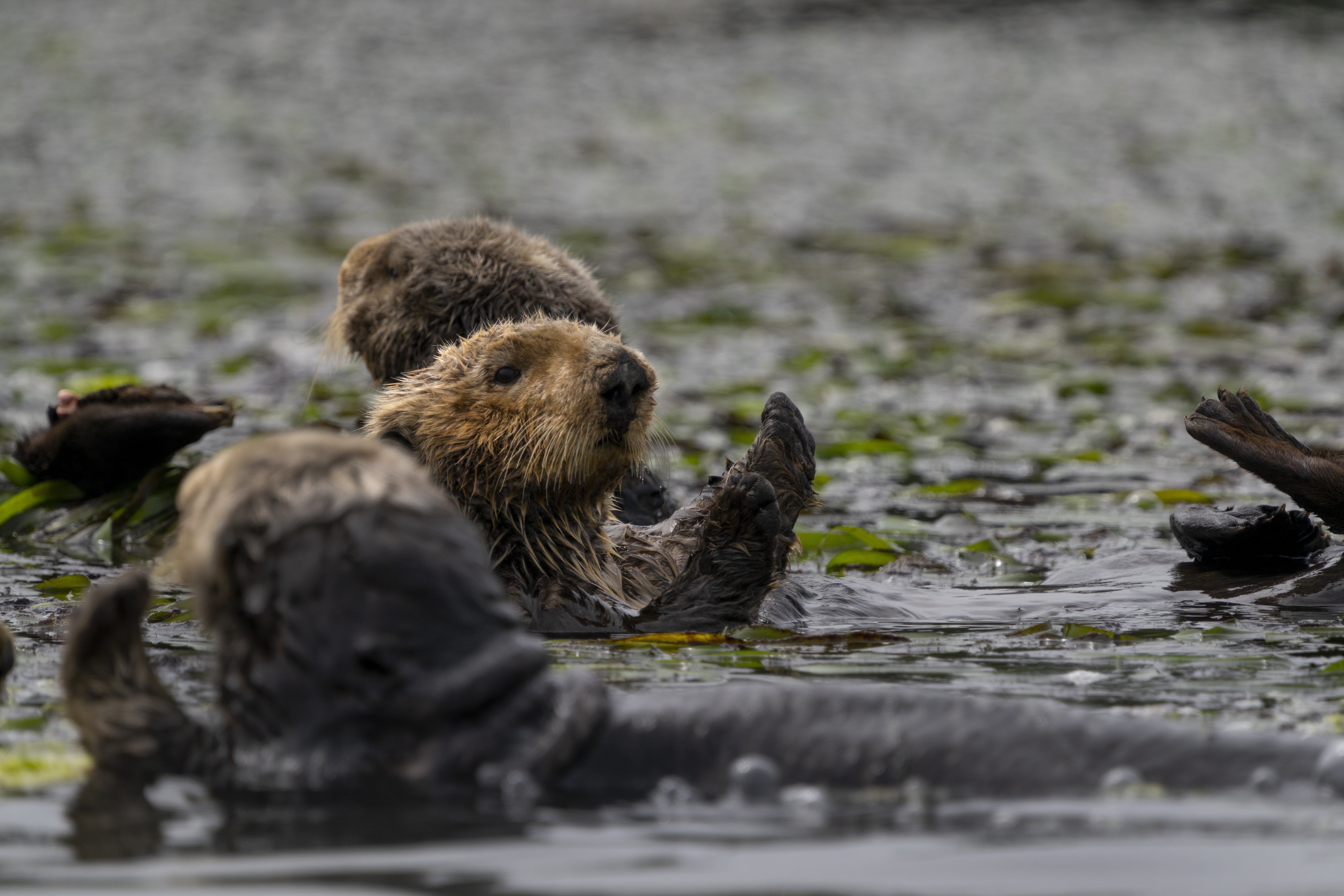 Celebrate 21 Years of Sea Otter Awareness Week | Defenders of Wildlife