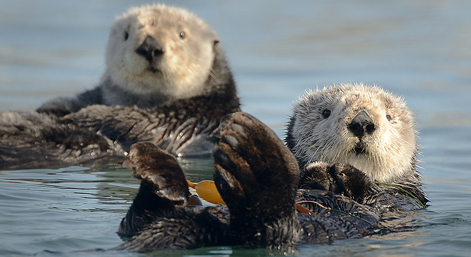 Paint A Sea Otter Biodiversity Night | Defenders of Wildlife