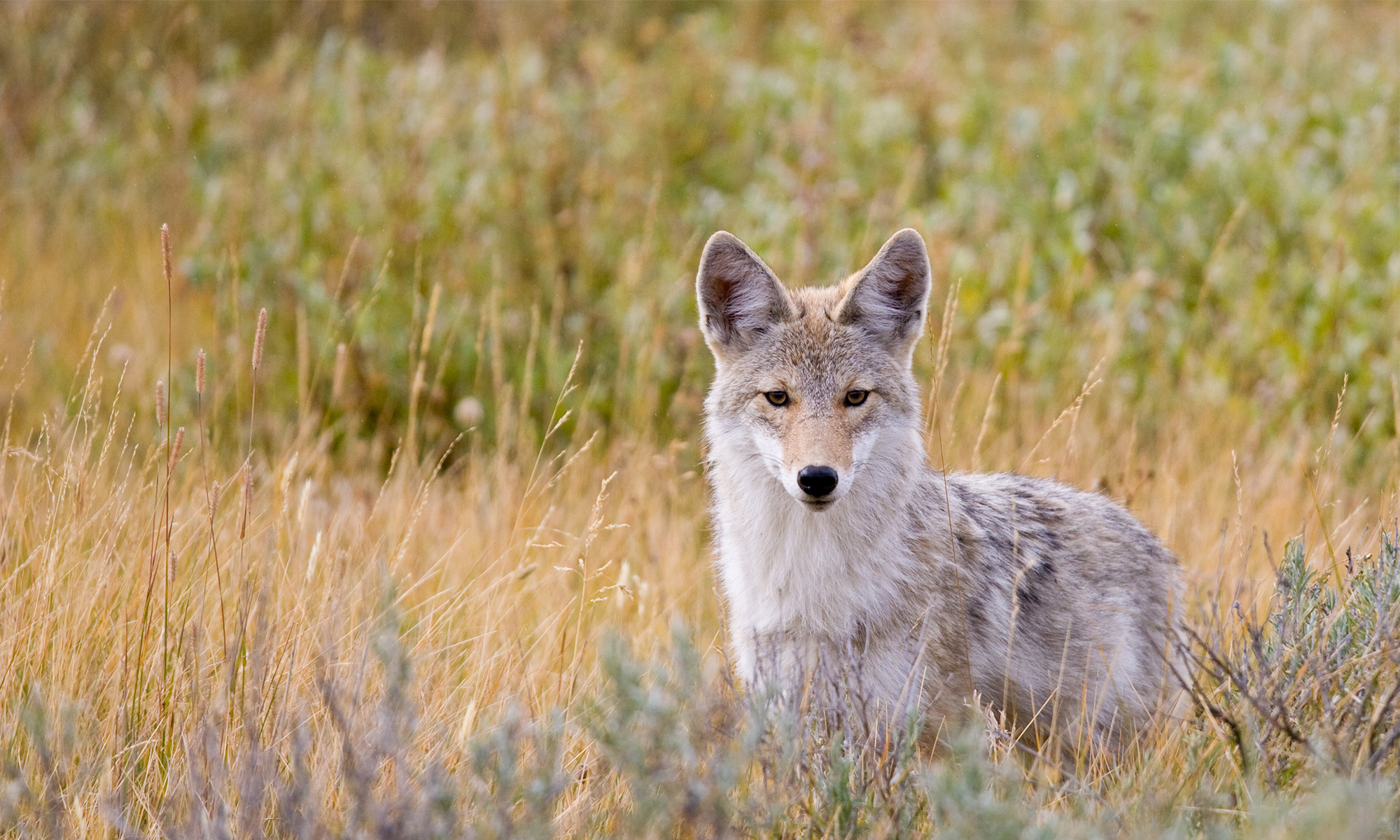 Protect the California Desert | Defenders of Wildlife