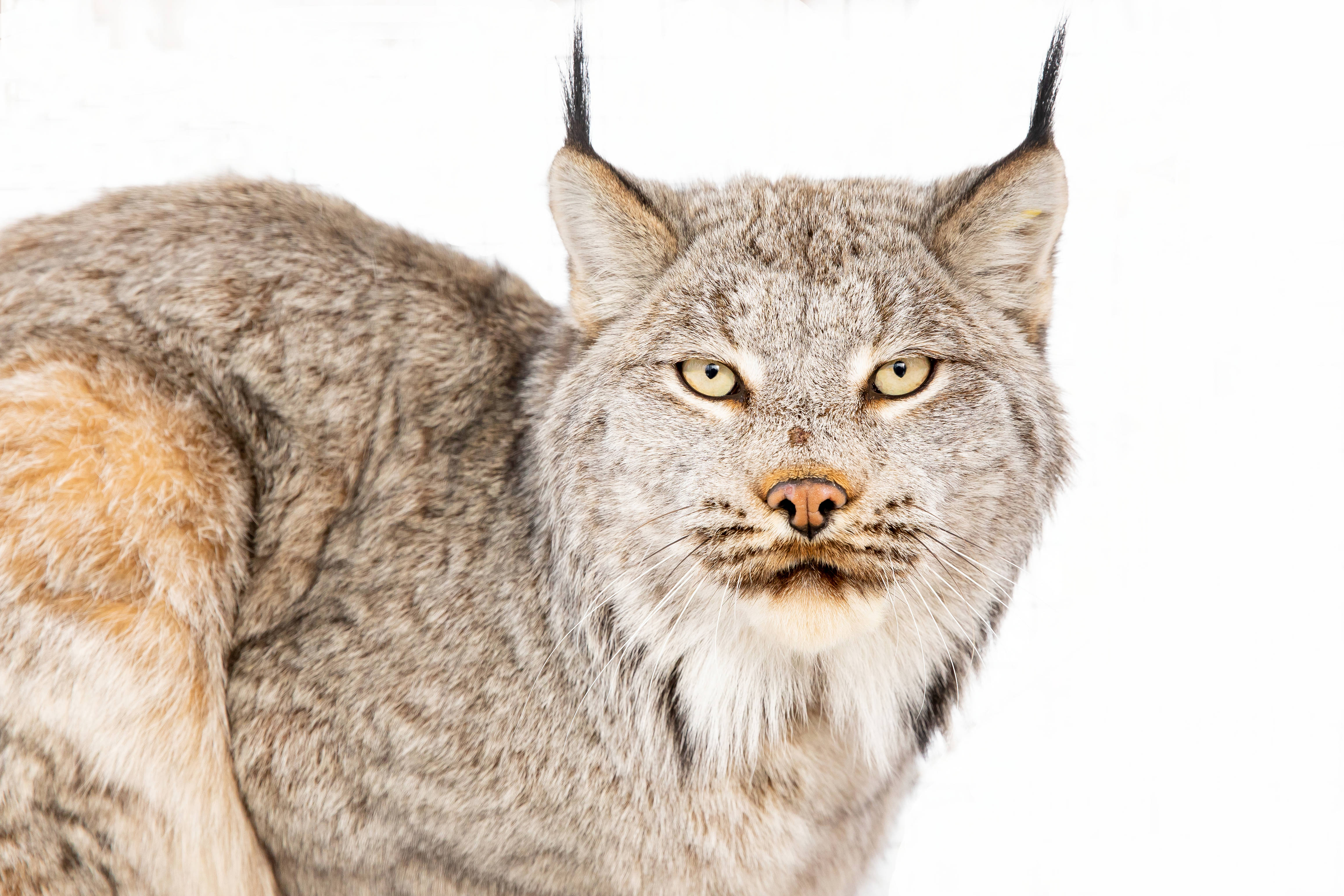 Canada Lynx | Defenders of Wildlife Canada Lynx | Defenders of Wildlife