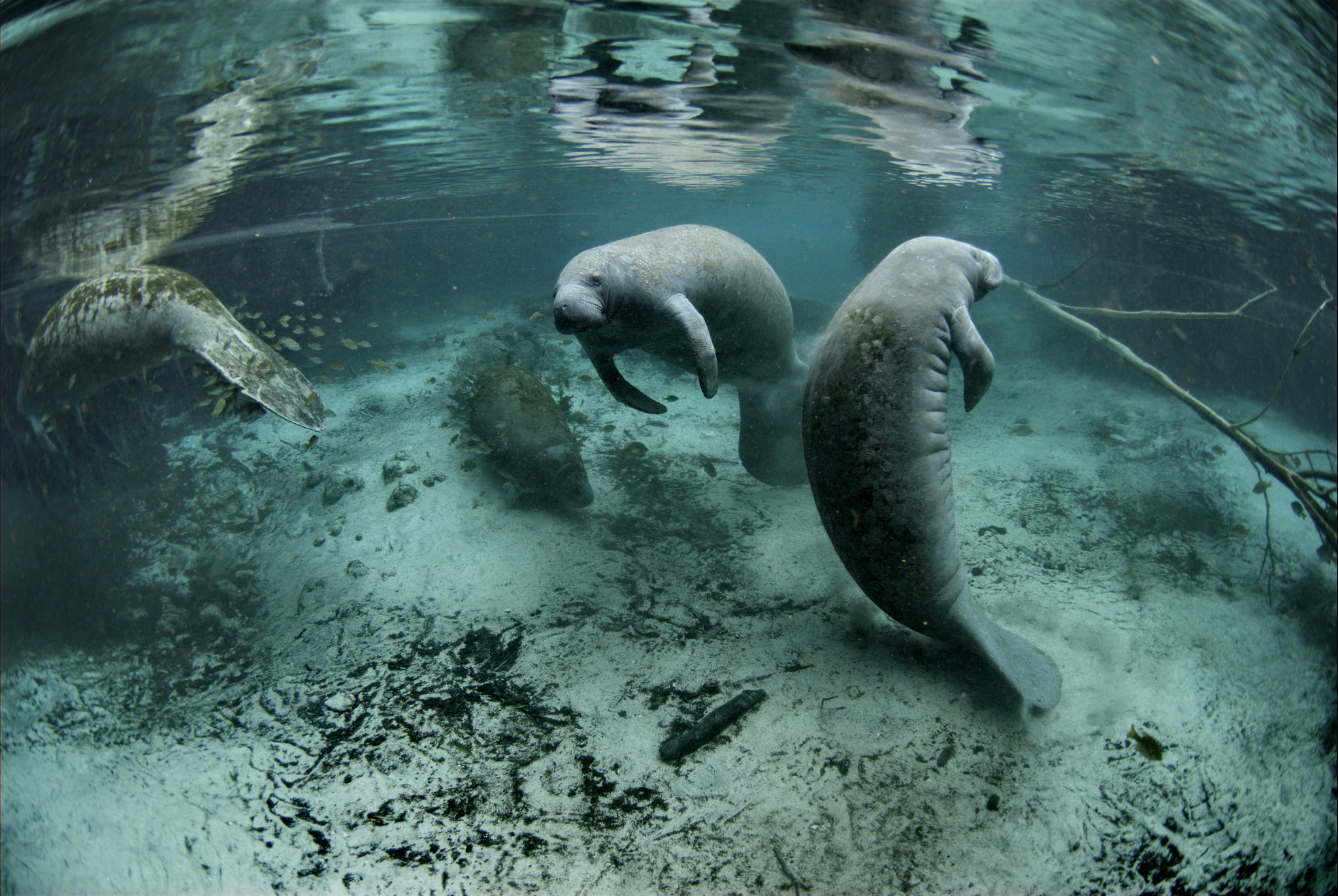 Florida Manatee | Defenders of Wildlife