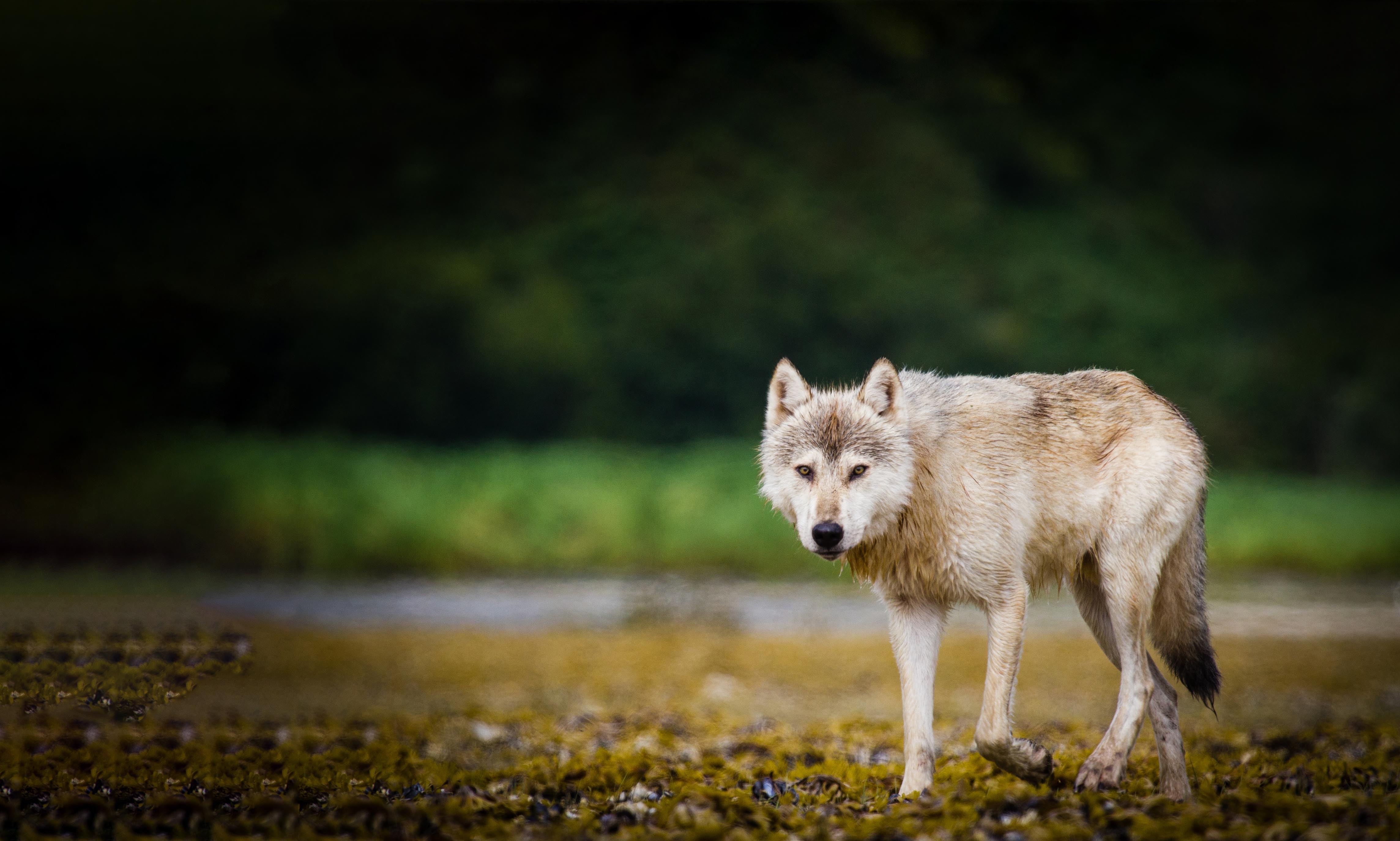 Publications | Defenders of Wildlife