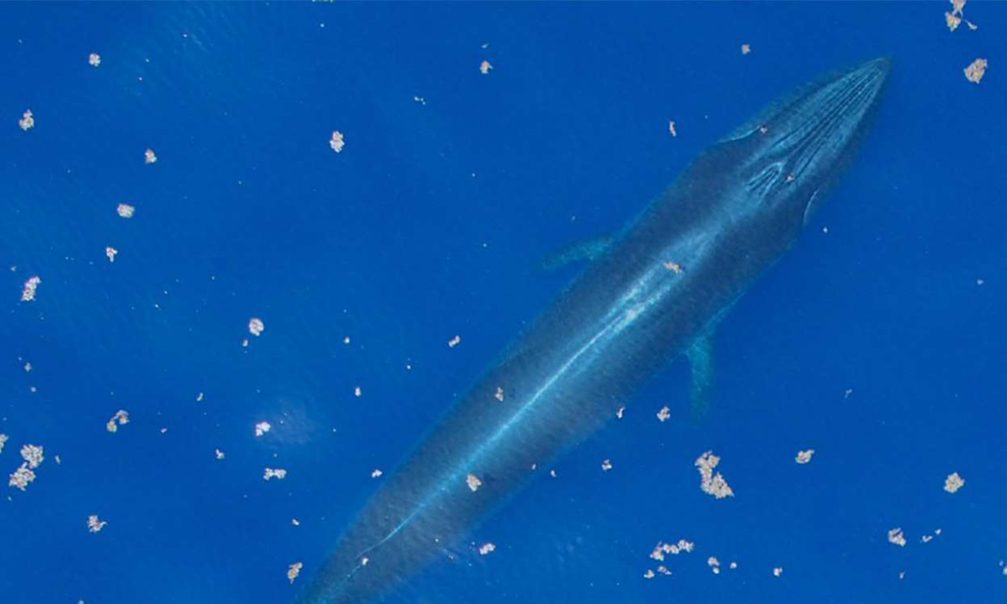 World Whale Day: Five Facts About the Newly “Discovered” Gulf of Mexico ...