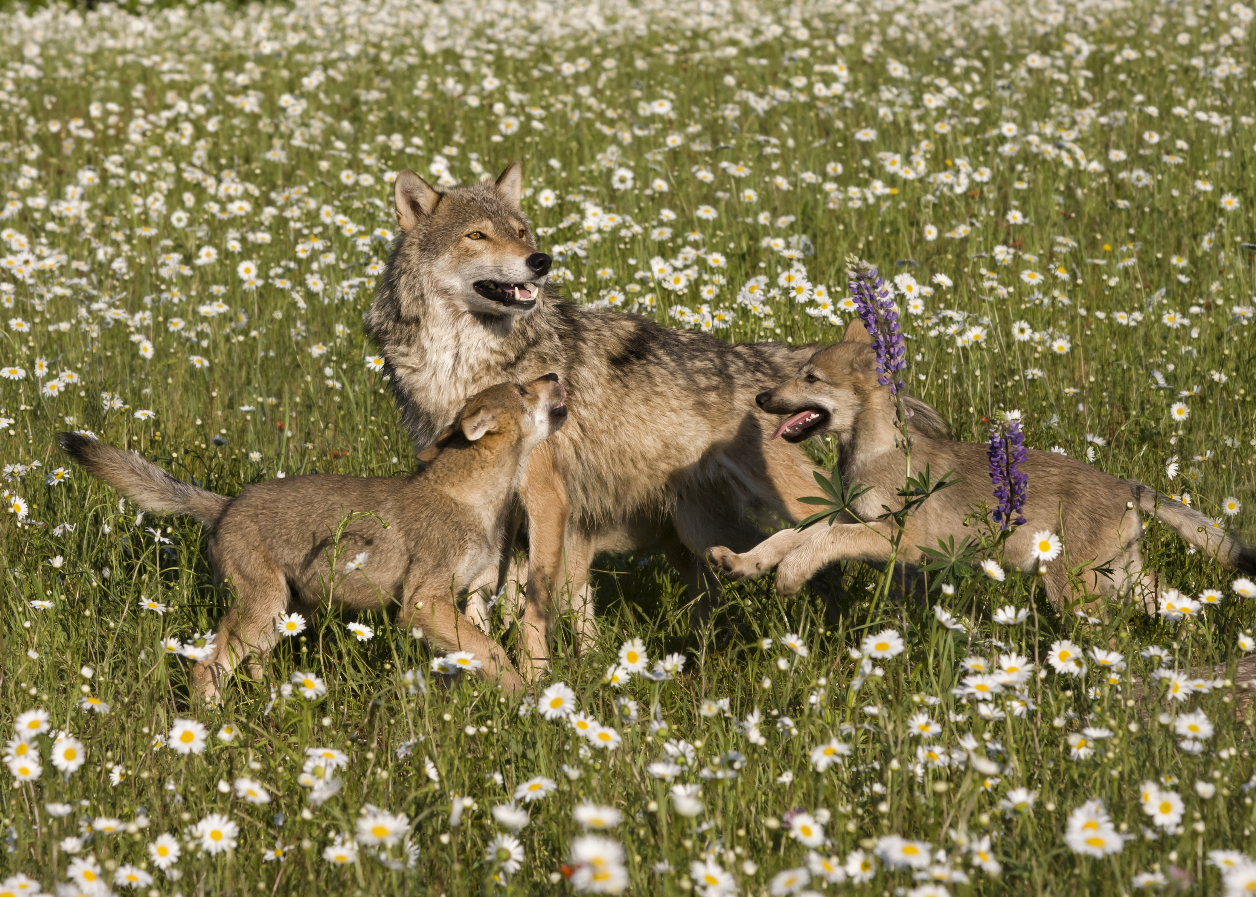 Gray Wolf | Defenders of Wildlife