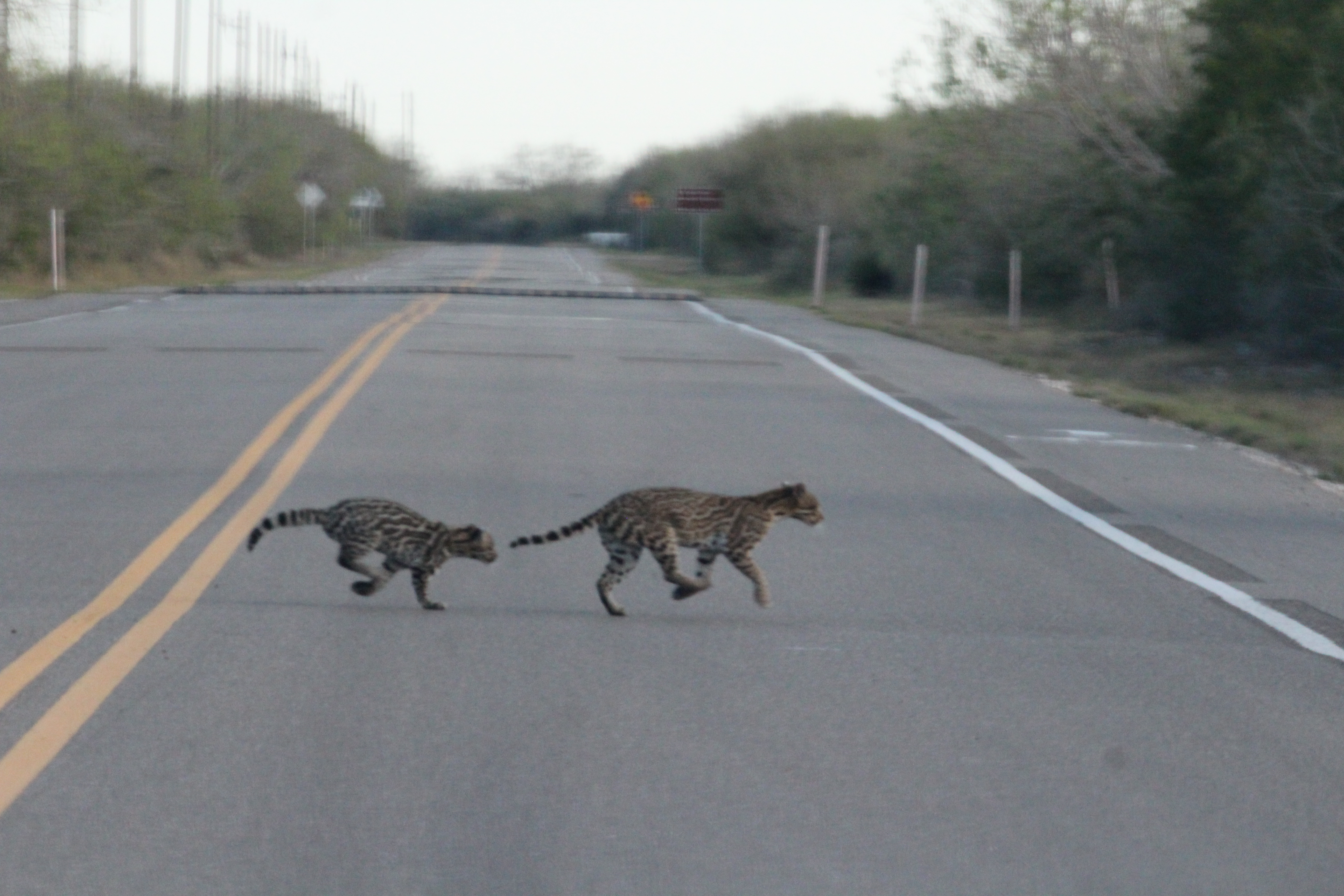 Ocelot | Defenders of Wildlife