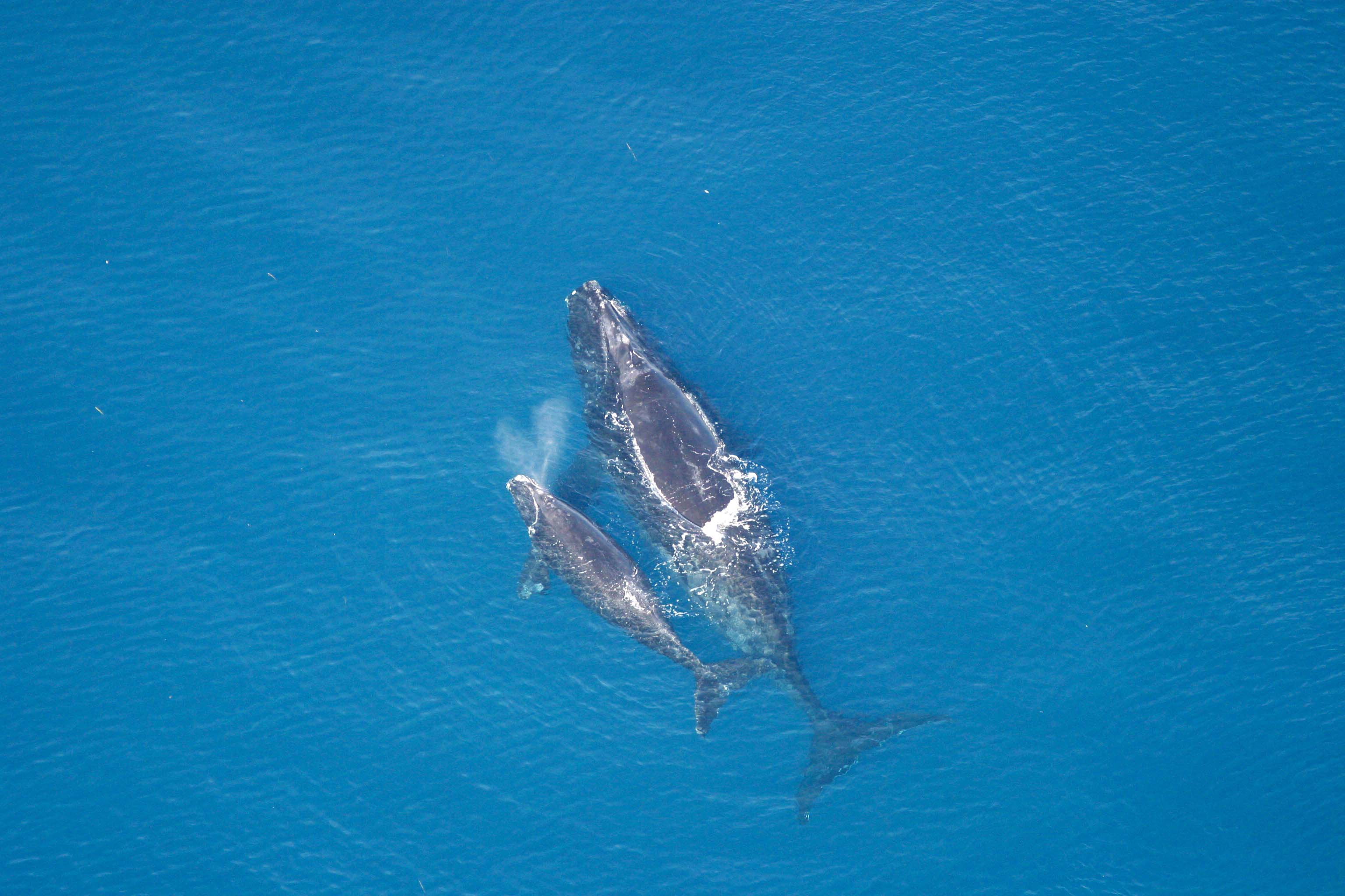 North Atlantic Right Whale | Defenders of Wildlife