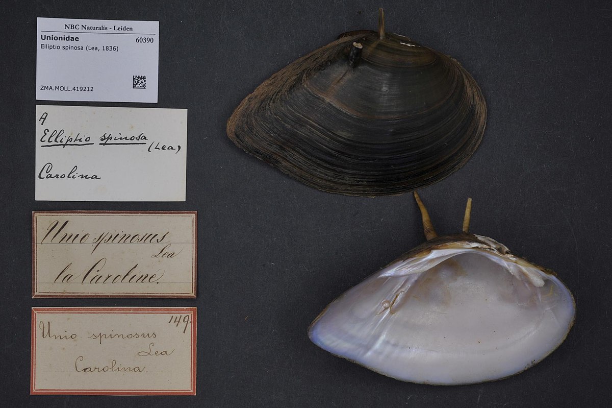 Beaver: A Willing Ally in a Drying World | Defenders of Wildlife