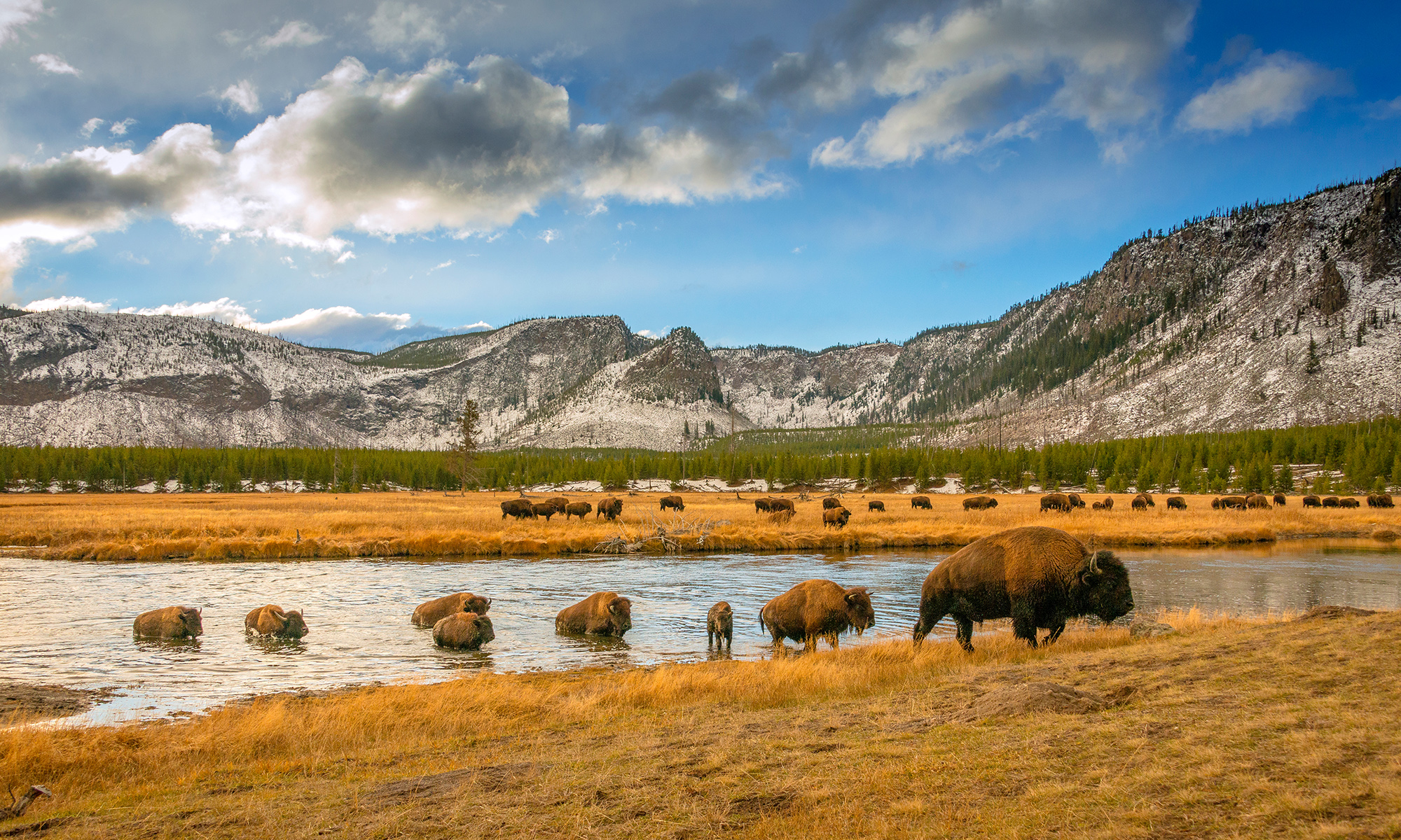 Wildlife Nation Episode 3: New England Wildlife | Defenders of Wildlife