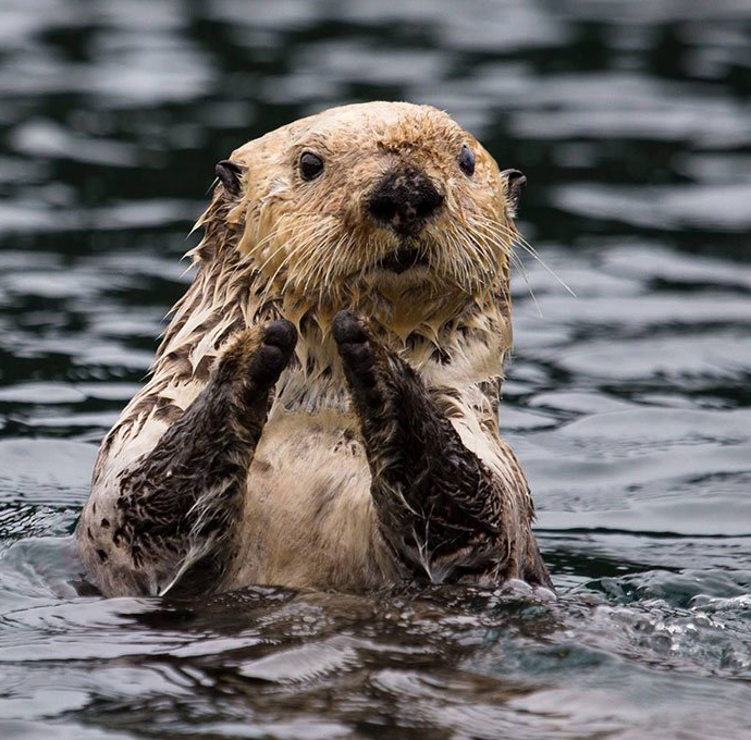 Happy Hour with a Sea Otter Biologist | Defenders of Wildlife