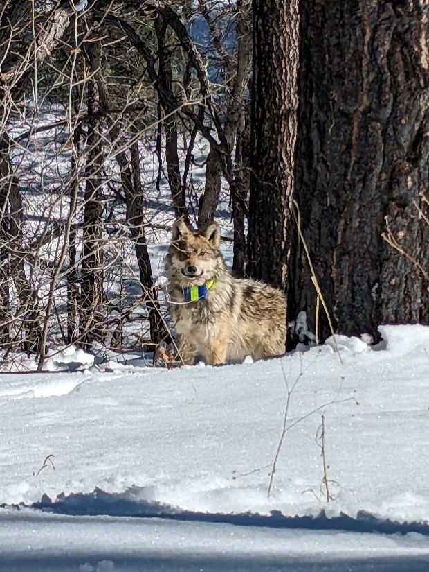 Field Notes: Mexican Gray Wolf Recovery Program | Defenders of Wildlife