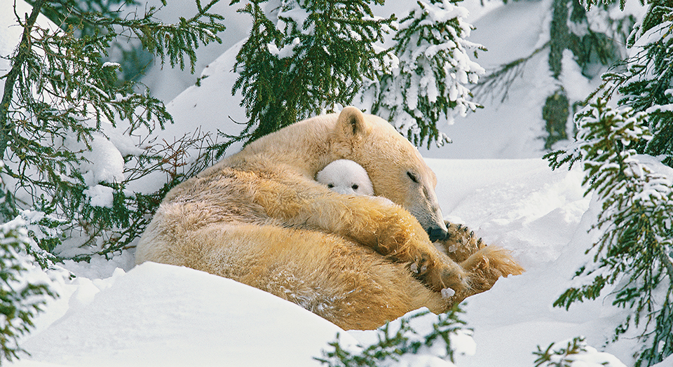 Polar Bears Affected by Climate Change | Defenders of Wildlife
