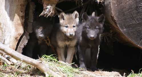 Gray Wolves in the Northern Rockies | Defenders of Wildlife
