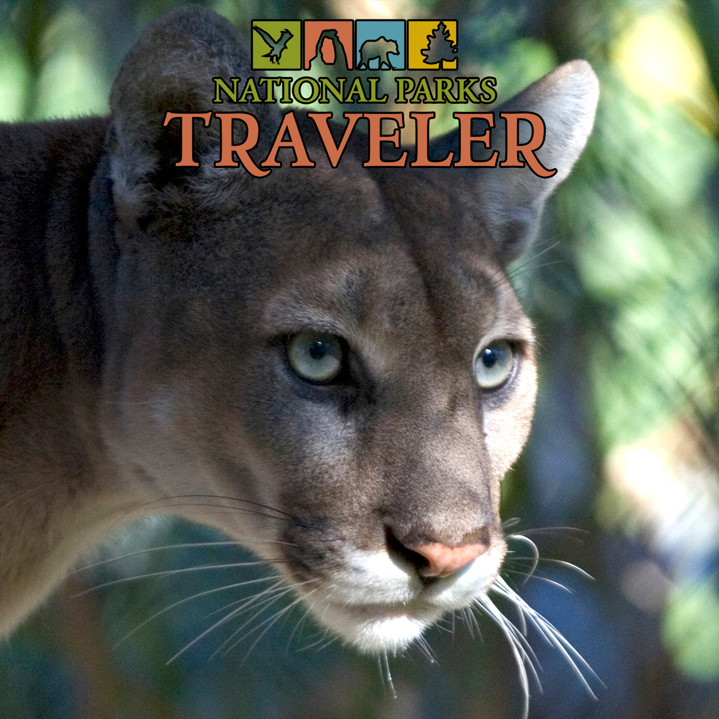 Florida Panther