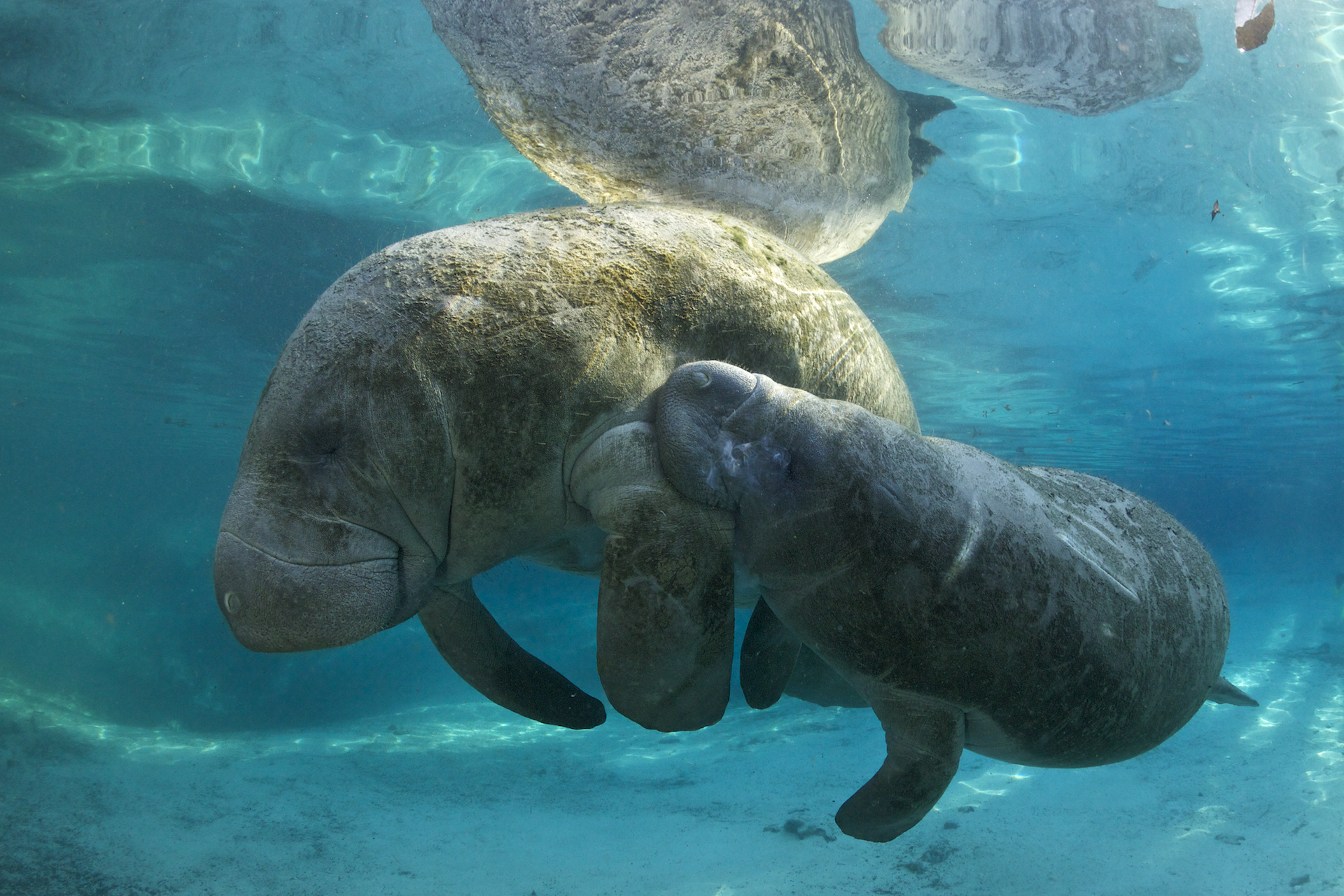 Wildlife Nation Episode 5: The Mighty Manatee | Defenders of Wildlife