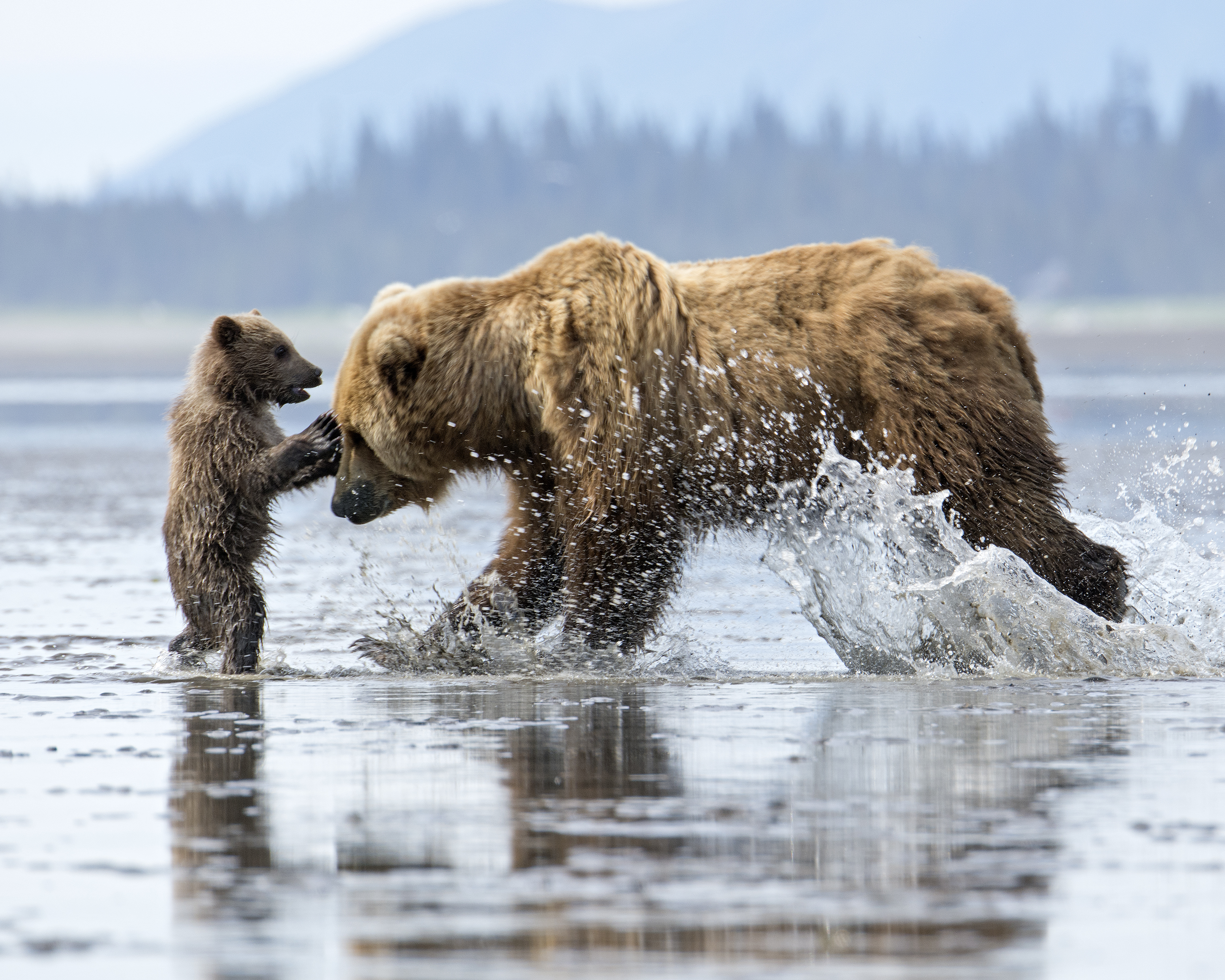 Coexistence Overview | Defenders of Wildlife