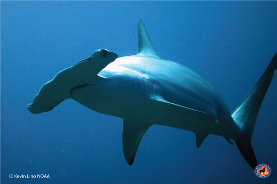 Saving Sharks in Peru | Defenders of Wildlife